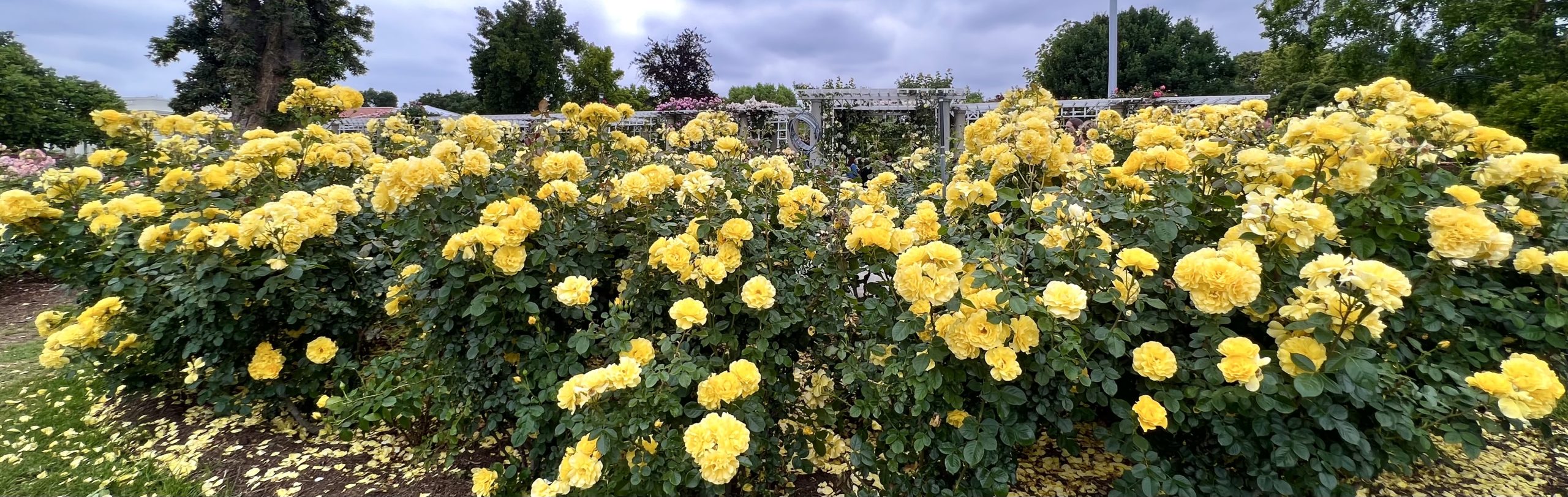 CONTINUING MAY JOY - Live Joyfully with Nan Rae