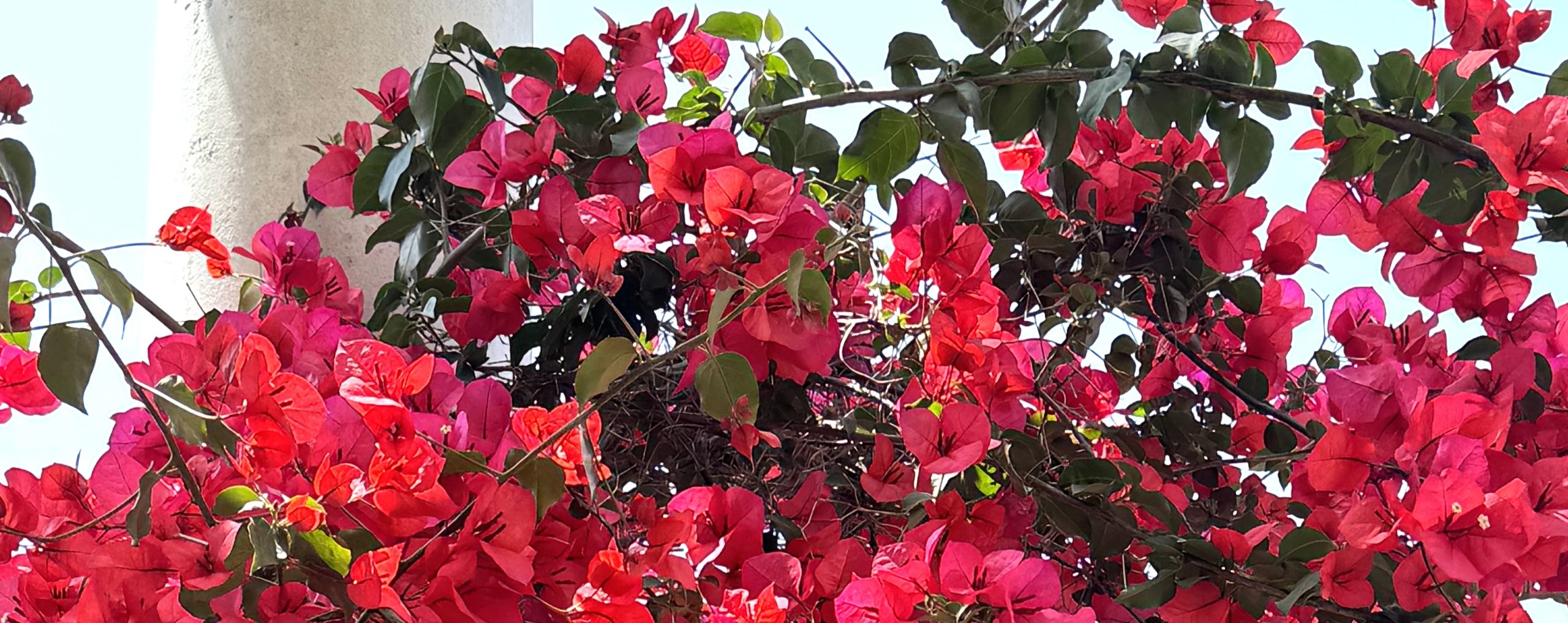 MORE MAY JOY! - Live Joyfully with Nan Rae